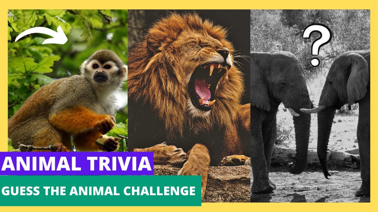 Ultimate Guess the Animal Challenge: Can You Identify Them All? # ...