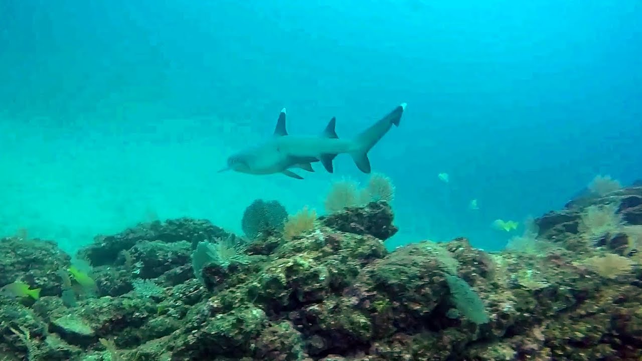 Diving at Isla del Caño, Drake Bay, Costa Rica - YouTube