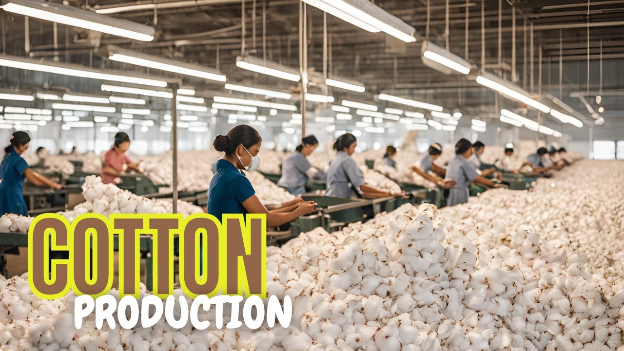 Cotton Production Process | From Plant to Yarn | INFIO - YouTube