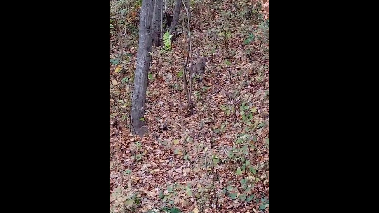 Bobcat in indiana woods *unedited raw video - YouTube