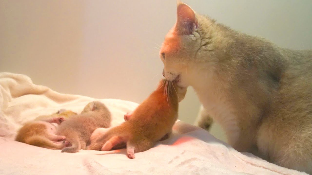 Mom cat carries the newborn kitten to another place, then feed him ...