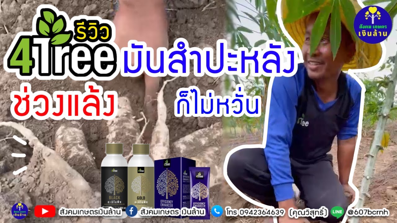 มันสำปะหลัง 6 เดือน แม้จะแล้งก็ไม่หวั่น เพราะดูแลด้วย 4tree | สังคมเกษตรเงินล้าน - YouTube