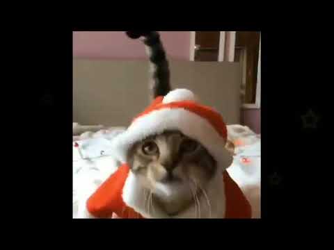 Merry christmas best whatsapp status 2017- 18