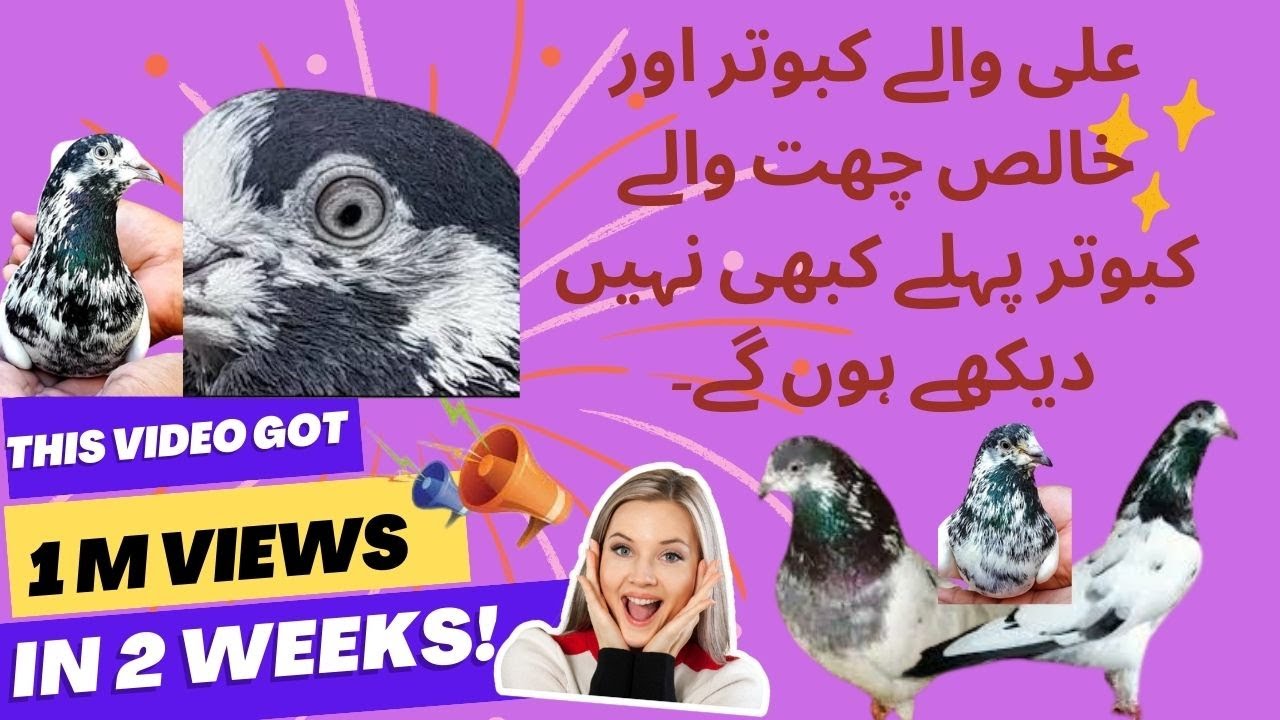 Ali waly | chatt walay | sialkoti kabootar | sheikh ijaz soni sialkot ...