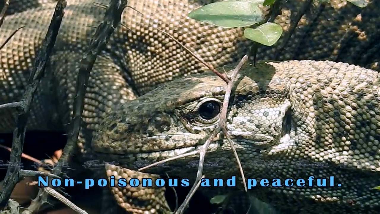 Bengal Monitor Lizard : Co existence with Humans. - YouTube