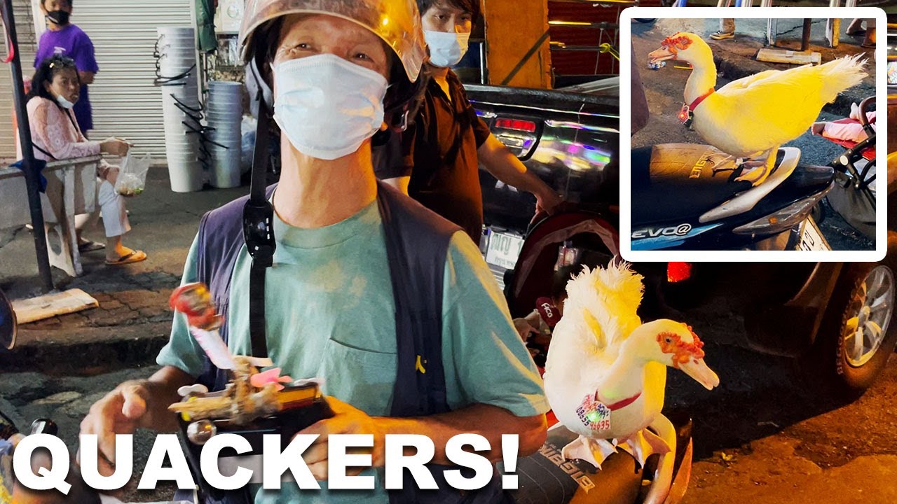 Pet Duck Rides Owner's Motorcycle - YouTube