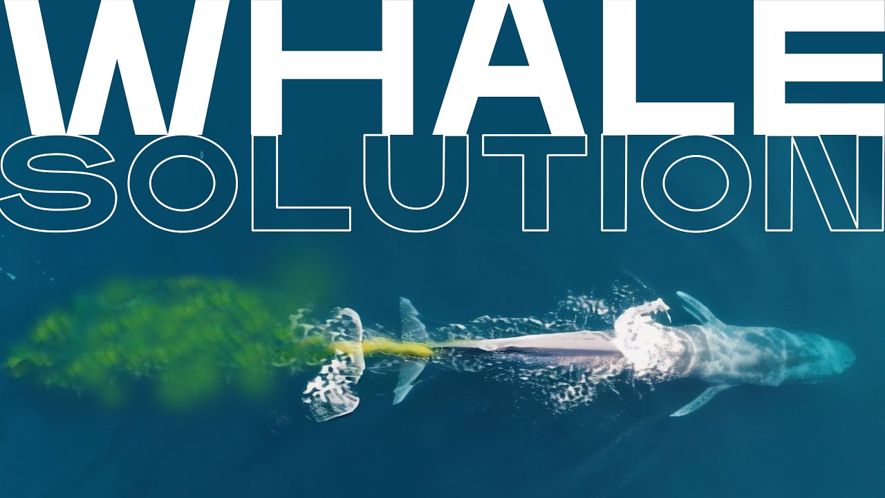 How Whale Poop Can Help Us Remove Carbon Dioxide From the Ocean ...