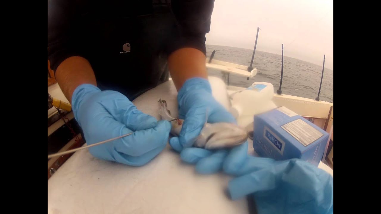 How to Pop the Swim Bladder on a Live Whiting for Giant Tuna Fishing ...