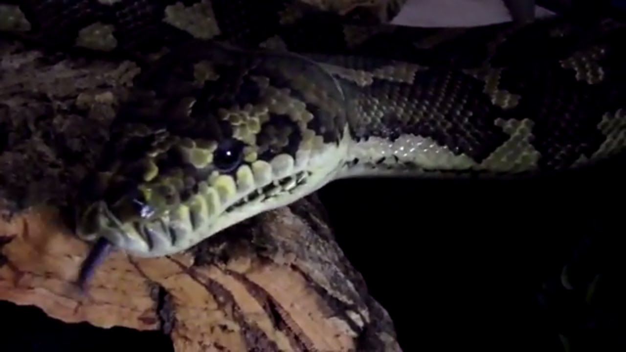 Snakes Love Humans If The Human Loves Them Back - YouTube