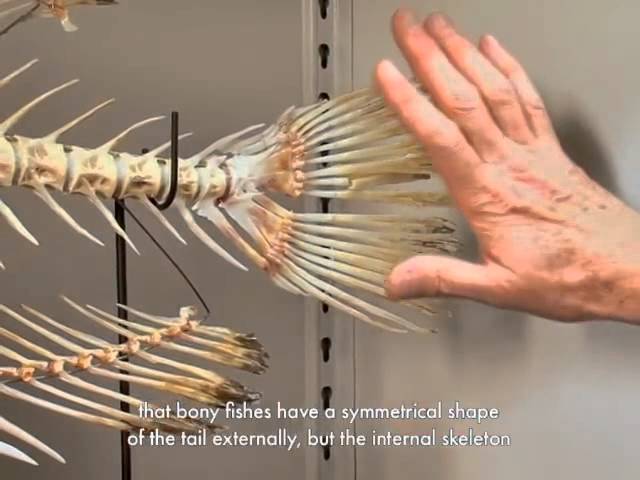 Bony Fish Skeleton