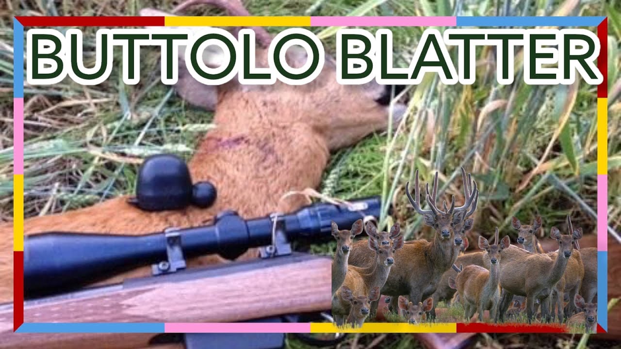 REVIEW BUTTOLO BLATTER... ALAT PEMANGGIL KIJANG IMPORT DARI AMERIKA ...