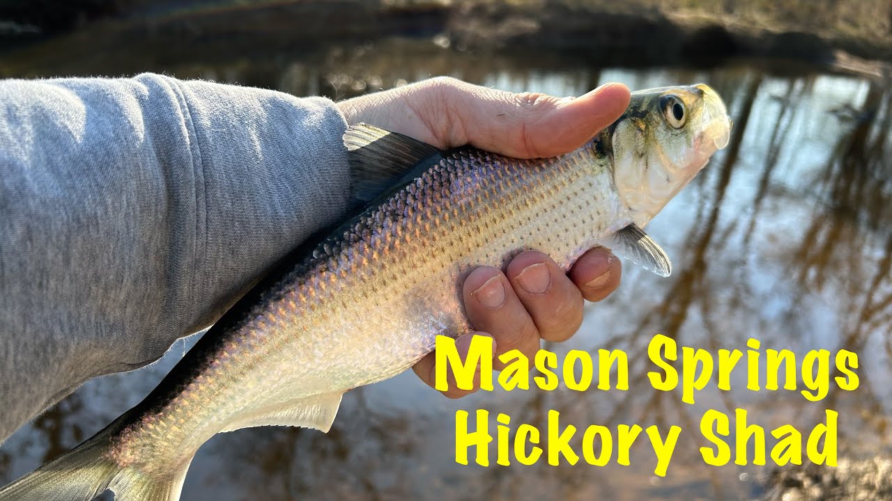 Mason Springs Hickory Shad - YouTube