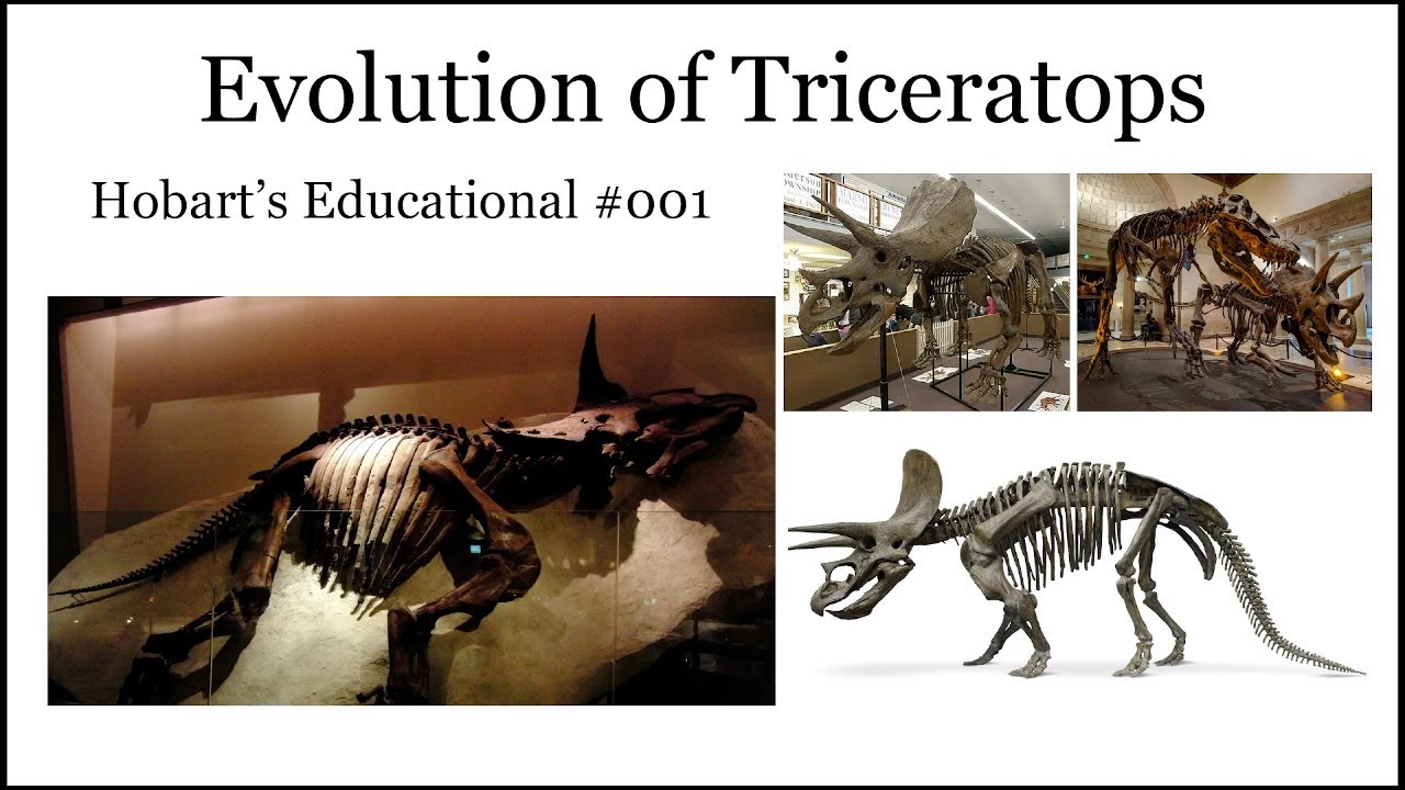 Evolution of Triceratops - YouTube