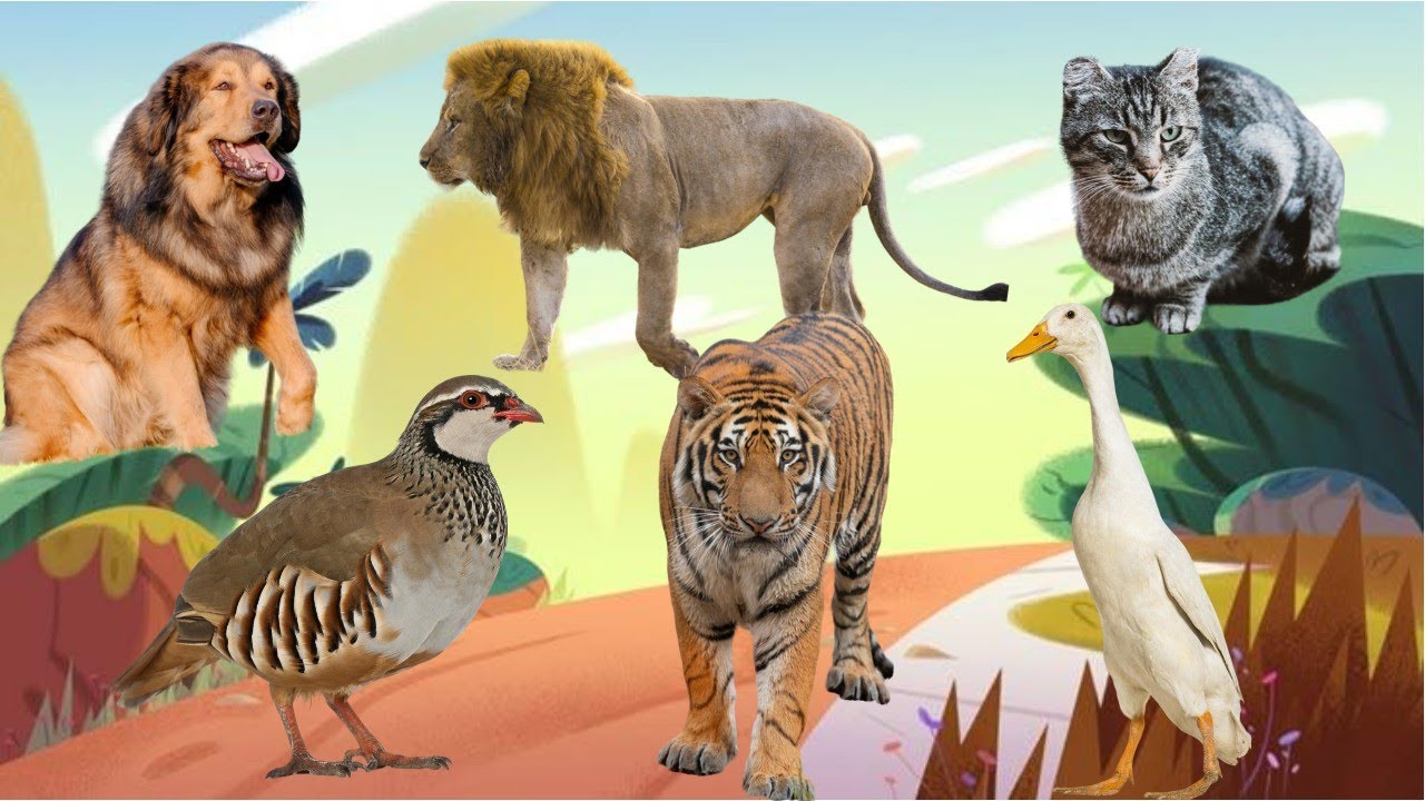Animals Sounds For Kids | Swan, Cow, Buffalo, Chicken,... - YouTube