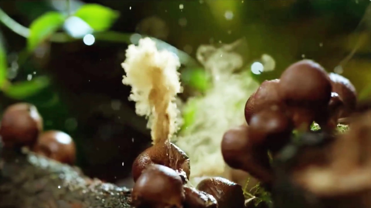 Best Rain Video | Rain slow motion | Rain Video Clips | Back to nature ...