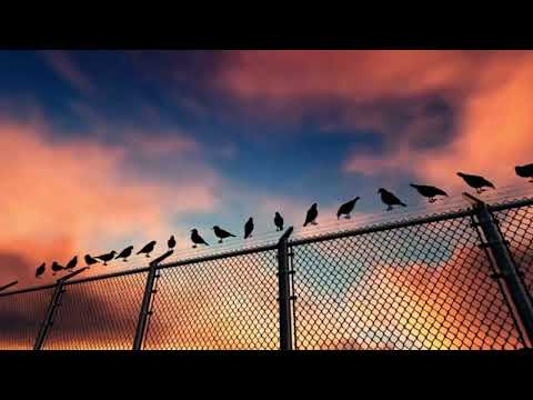 Gürkan Kazancıoğlu —Pencereme Konan Kuşlar