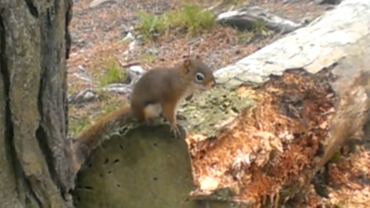 Lovely singing squirrel. Ever heard the squirrel sing? So cute! - YouTube