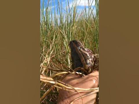 PEPE VS PYTHON (see more on Sunday) #ytshorts #shorts - YouTube