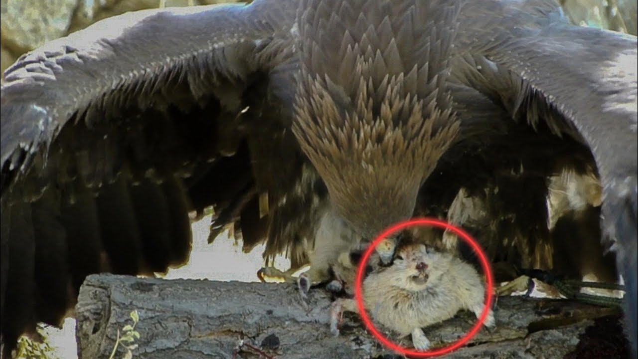 After a few days, the hungry golden eagle caught a mouse🐀 and is ...