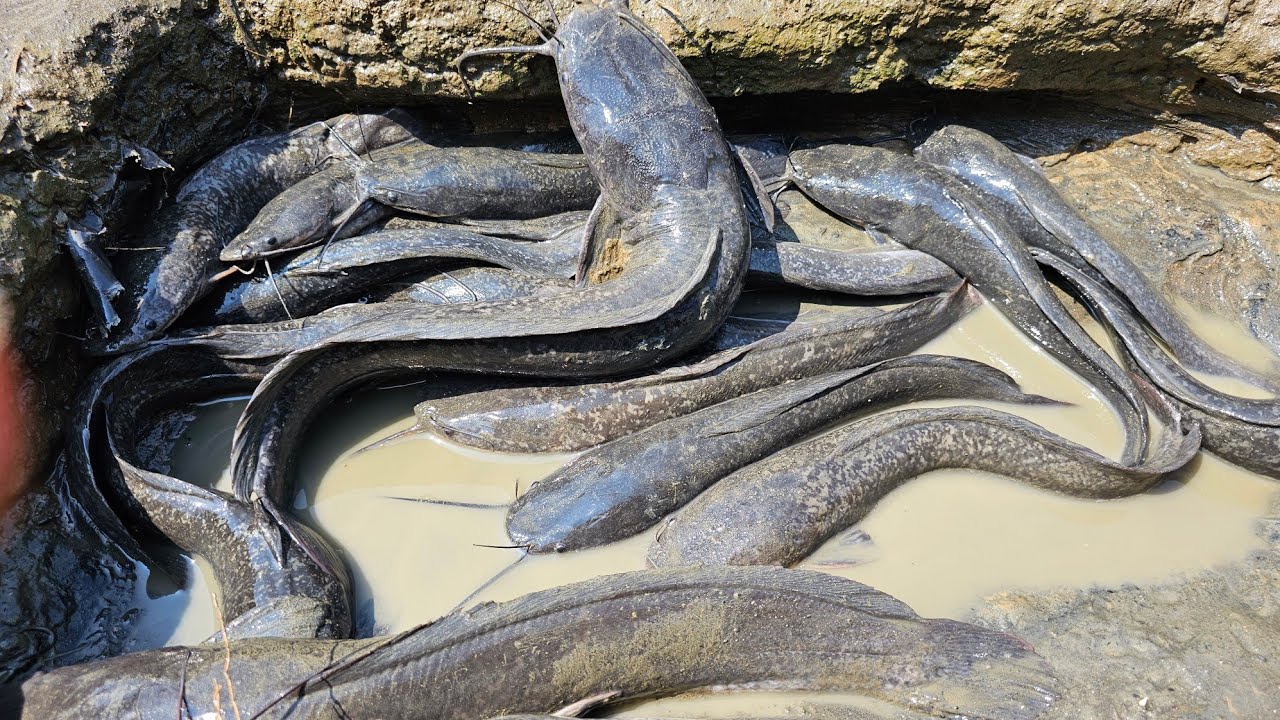 Hiburan panen lele tangkap ikan lele besar besar - YouTube