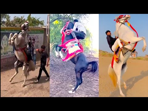 Kathiyawadi Horses video ghoda na video horse lovers gujrati horse ...
