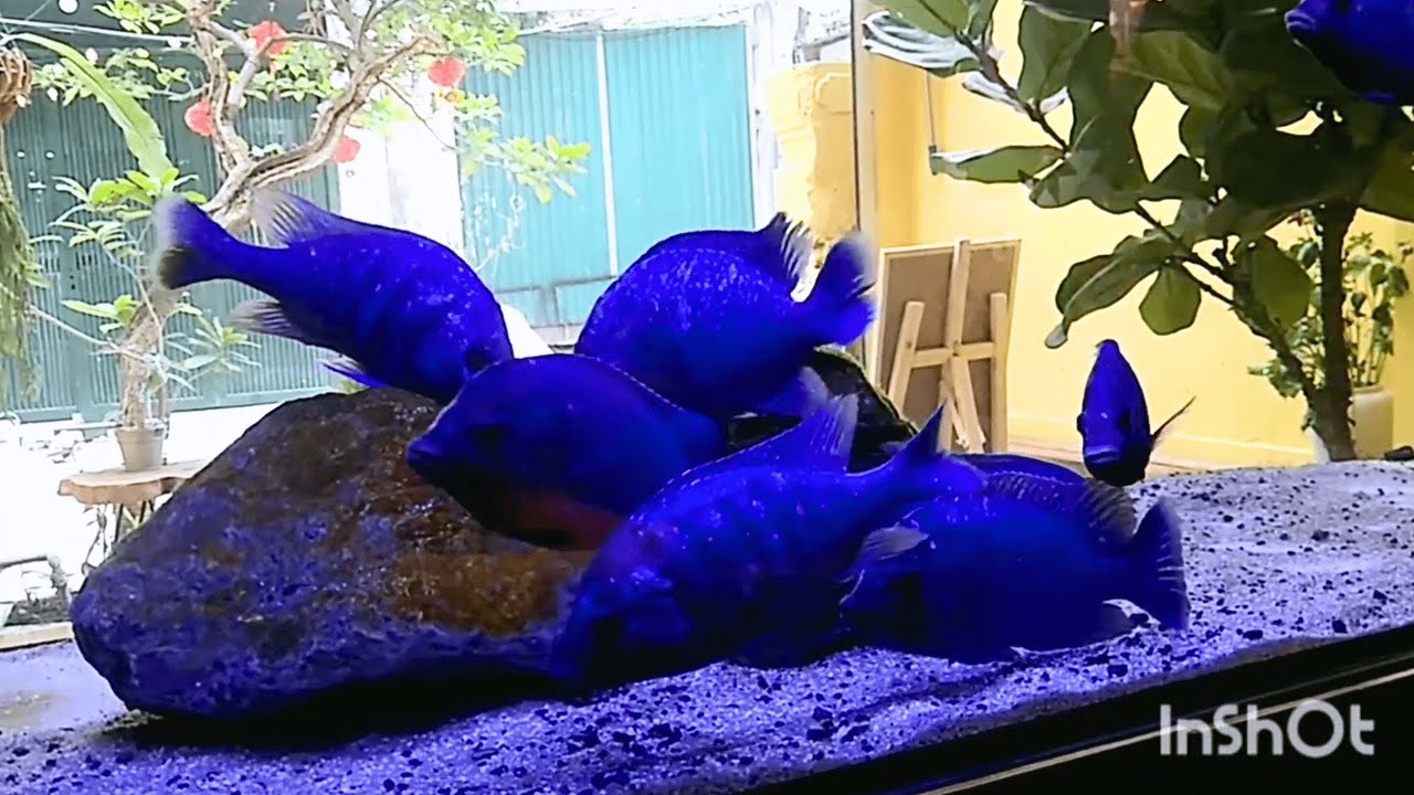Immersing in the Beauty of Blue African Cichlids Tank - YouTube