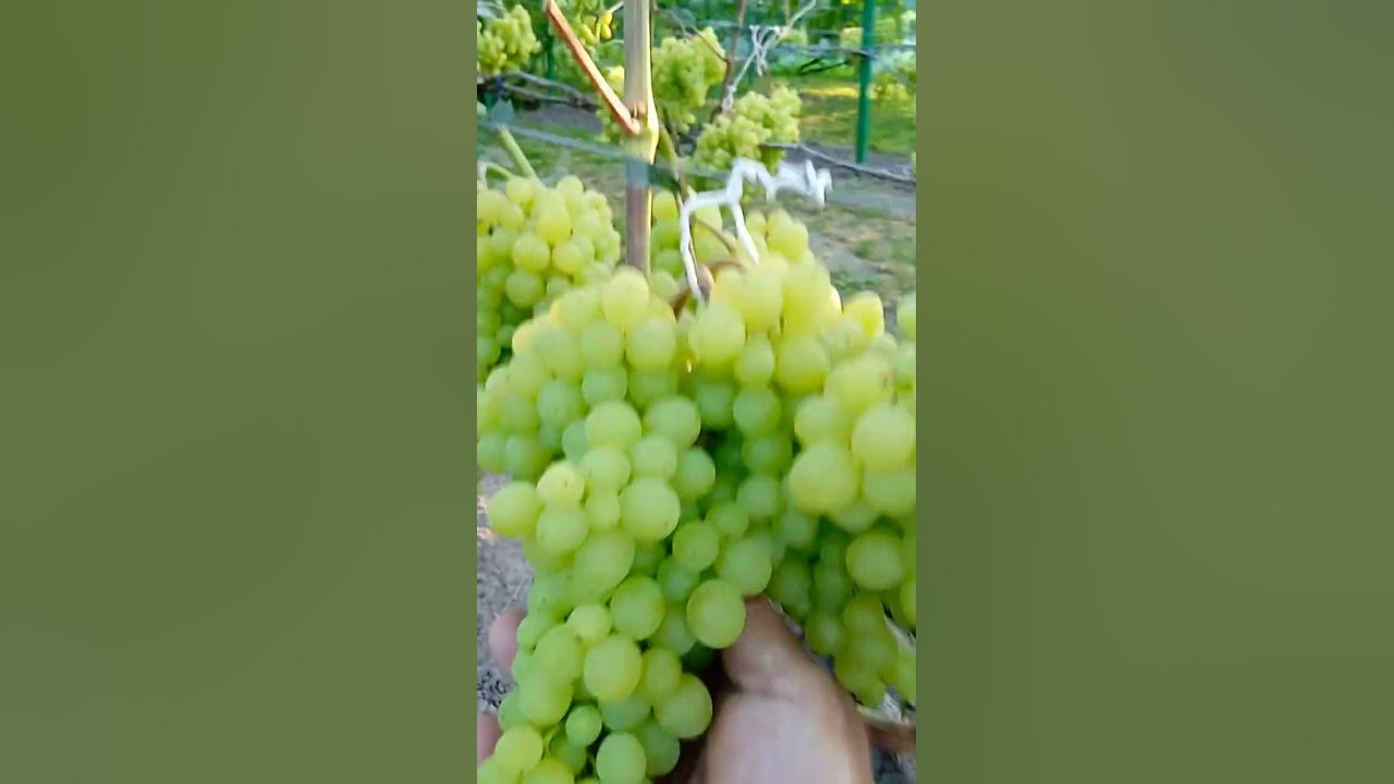 цимус виноград - YouTube