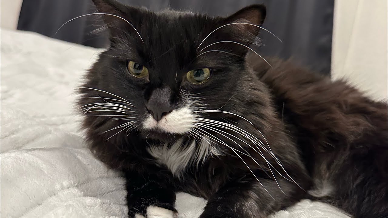 Cute cat Alfy and Theo wake up from naps - YouTube