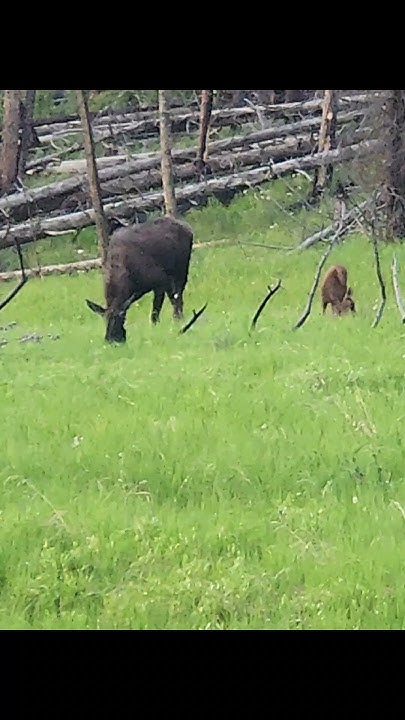 Momma Moose and her baby #vanlife #moose #rockymountainnationalpark ...