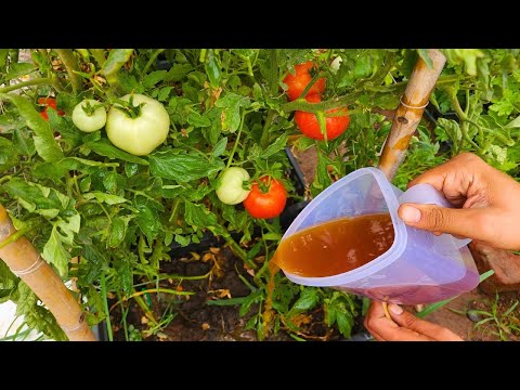 How To Fertilize Tomato Plants Organically