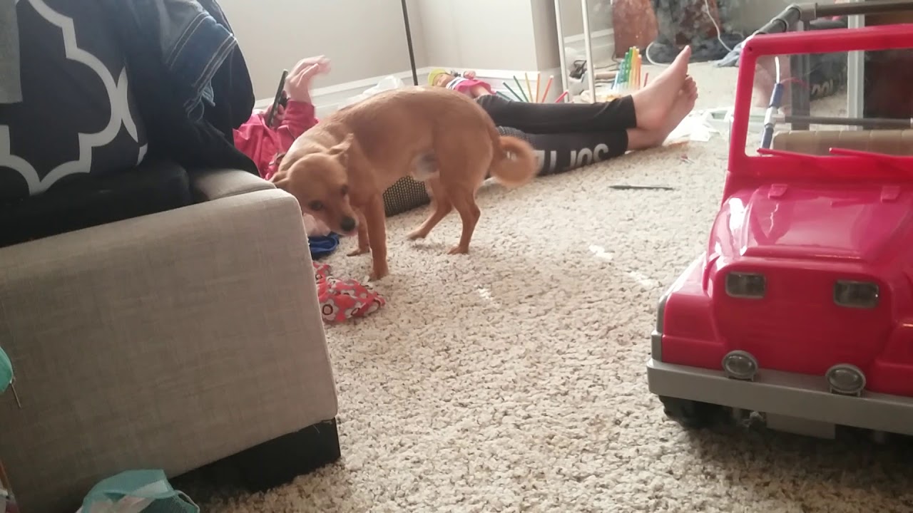 Dog number 3! (I guess) - YouTube