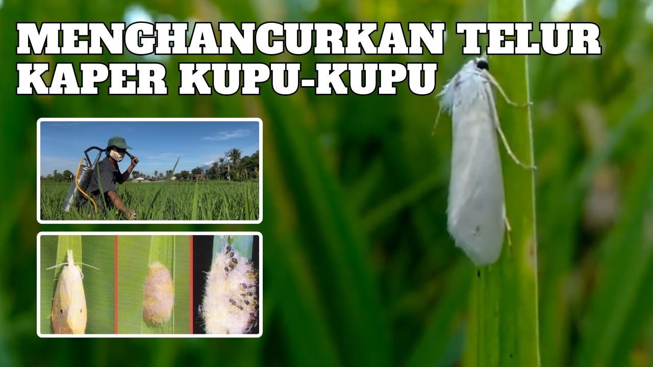 Cara menghancurkan telur ulat penggerek batang padi supaya tidak ...