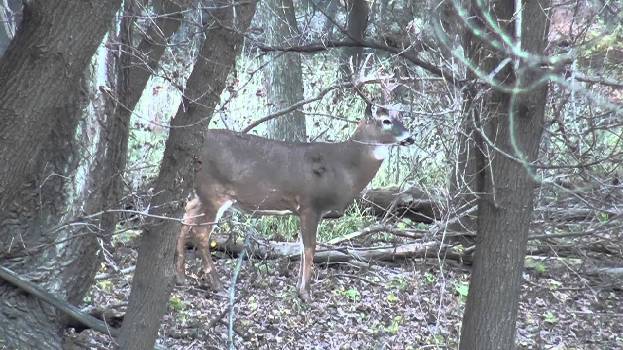 Frozen Buck - YouTube