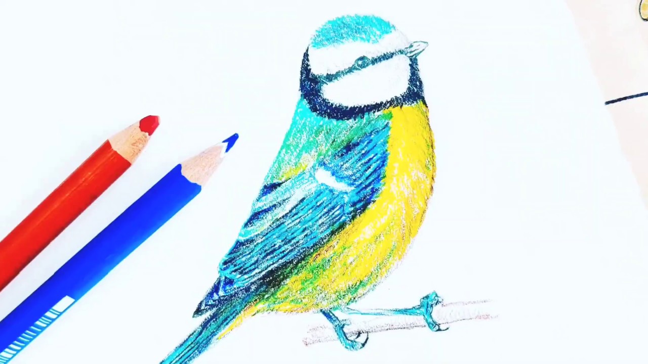 How to draw a Blue Tit with Colored Pencils（如何用色鉛筆畫歐洲藍山雀） - YouTube