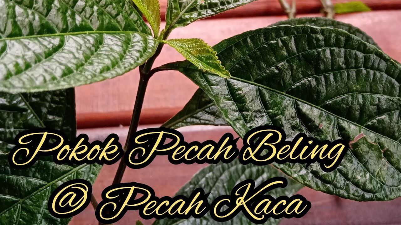 Pokok Pecah Beling |PenawarKencingManis| #pokok #tanaman #tumbuhan ...