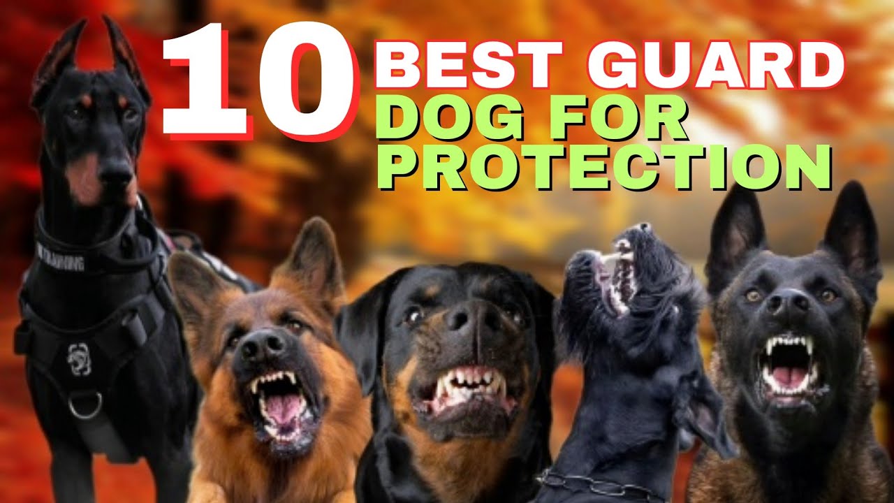 Top 10 Best Guard Dog Breeds to Protect Your House and Family - YouTube