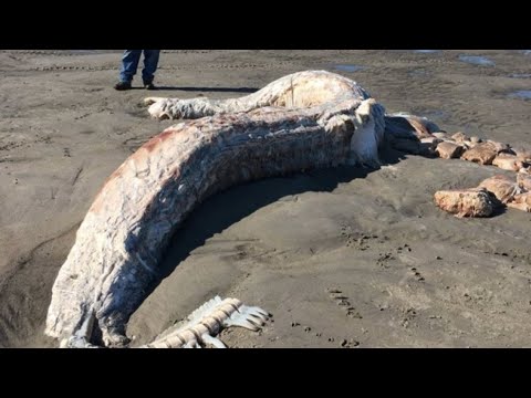 Maine beachgoers find decomposing body of possible basking shark: 'It ...