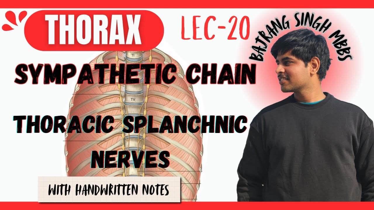 Thoracic sympathetic chain & trunk ll Splanchnic Nerve Anatomy ll ...