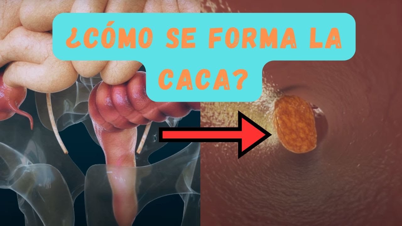 ¿CÓMO SE FORMA LA CACA? - YouTube