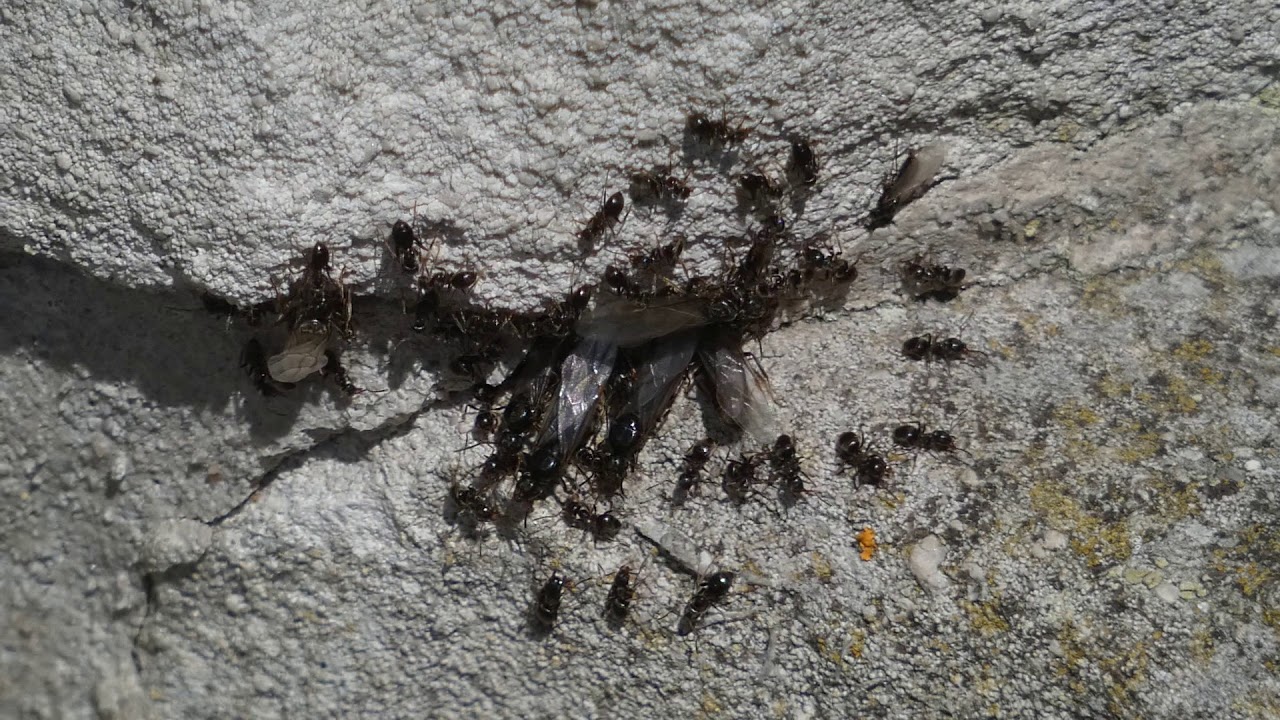 Black Ants' mating day - YouTube