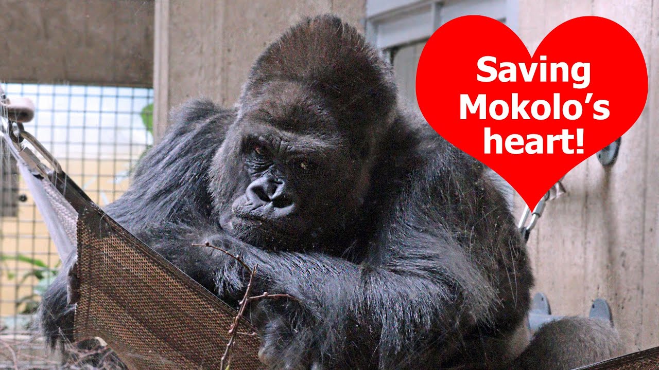 Saving Mokolo's Heart: Fighting Heart Disease in Gorillas! - YouTube