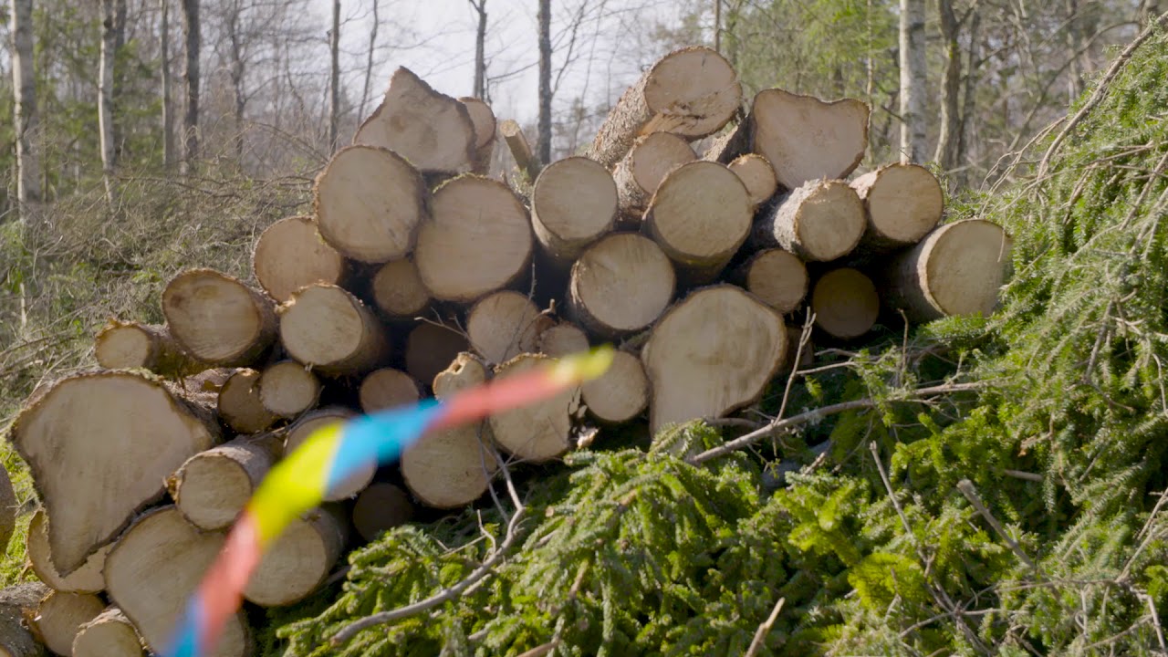 Holmen - from planning to harvesting forest - YouTube