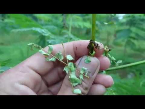 Hama tanaman sengon atau albasia - YouTube