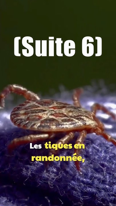 Les tiques en randonnée ⚠️ #6 #trekking #randonnée #bivouac - YouTube