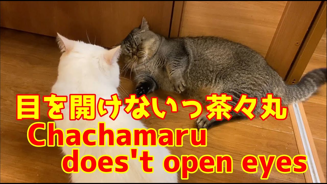 【cat video】Why chachamaru doesn't open his eyes? 目を開けない茶々丸（猫動画） - YouTube