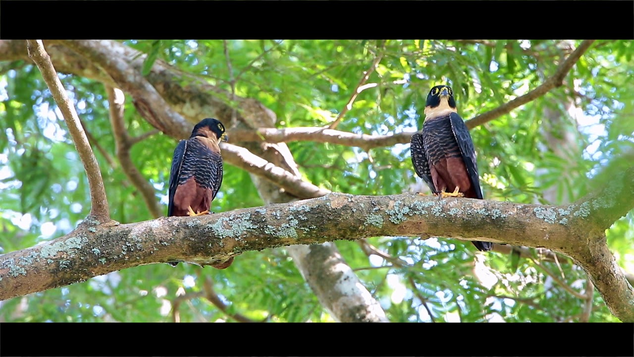 Bat Falcon - YouTube