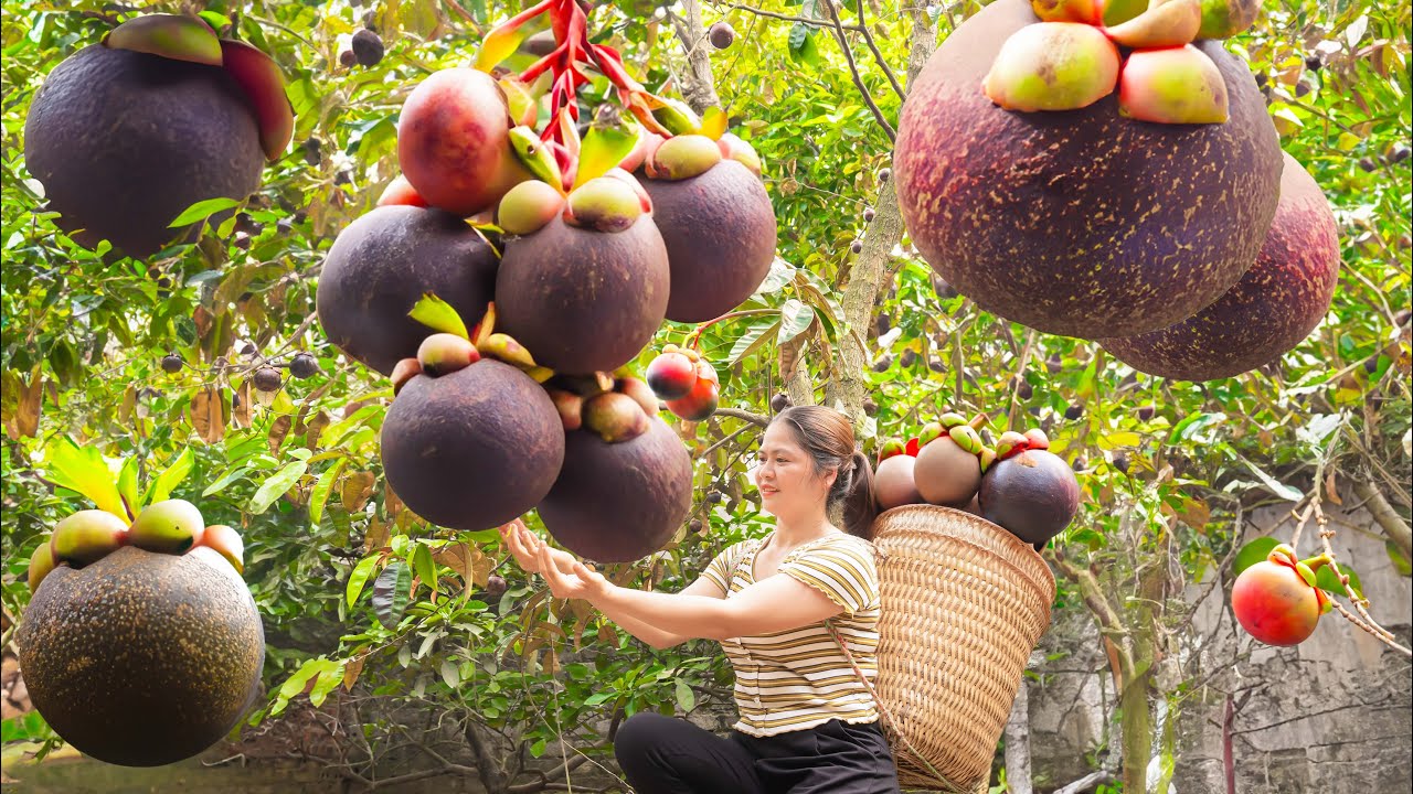 Harvesting Purple Mangosteen - Make Fruit Jelly To Cool Off In The ...