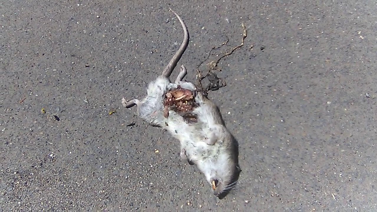 The decomposition of the dead rat on the street is aided by flies ...