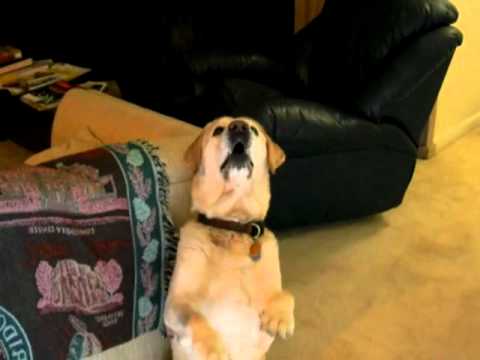 Chance the yellow lab pretending to be a groundhog part 3 - YouTube
