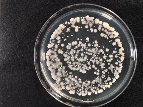 Making Microbiome Culture Plates - YouTube